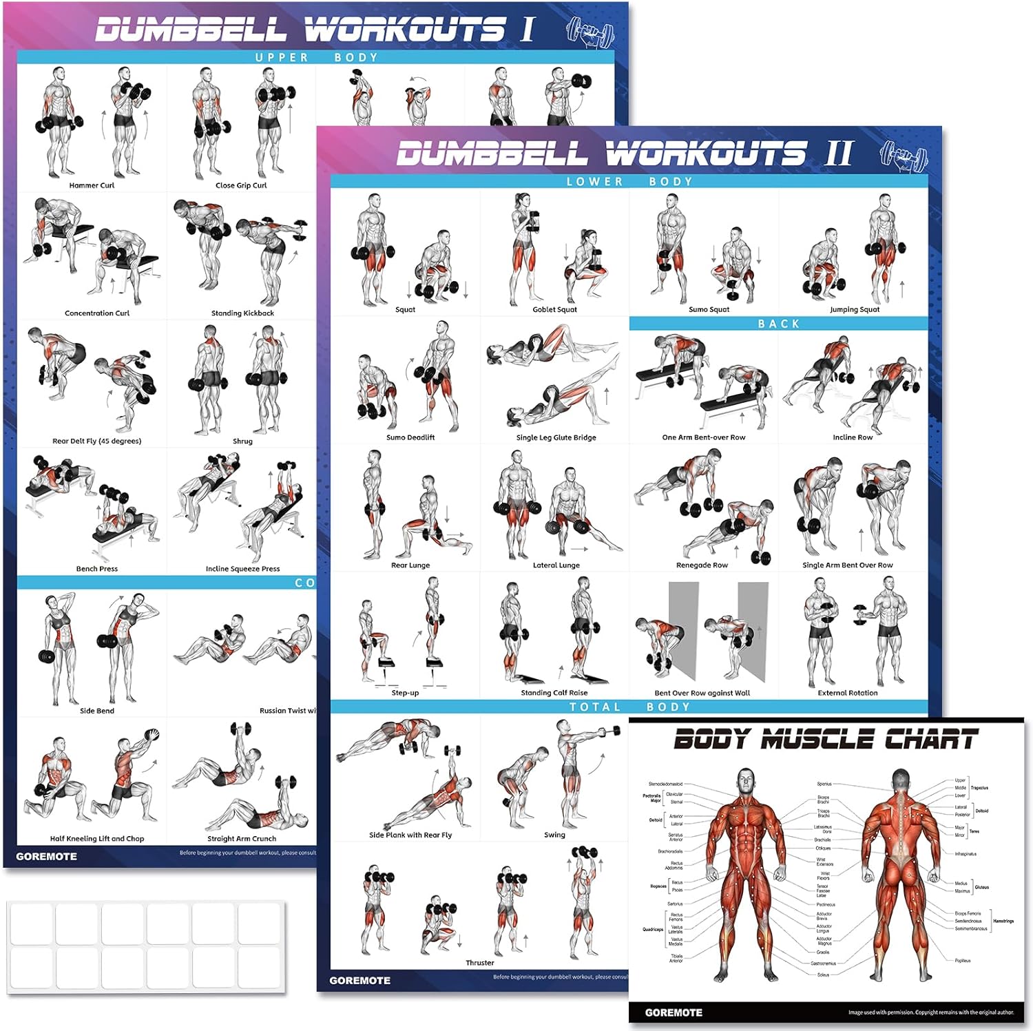 Dumbbell Workout Charts - Home Gym Essential – GearMustHave