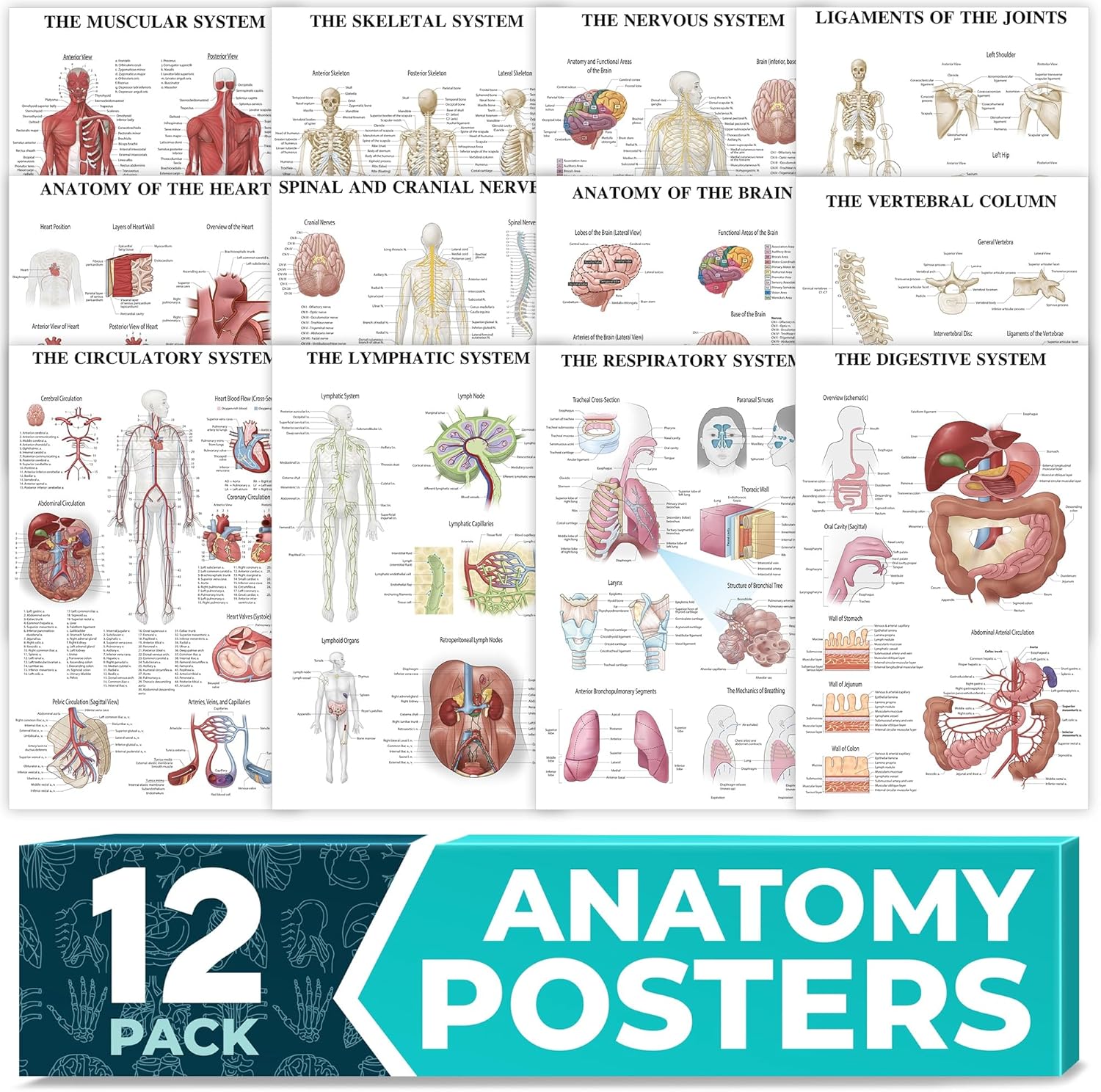 12-Pack Laminated Anatomy Posters for Educational Use – GearMustHave