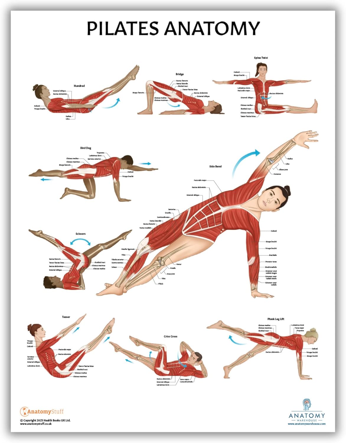 LAMINATED Pilates Anatomy Chart 17.3x22.5 - Exercise & Physiology Post ...