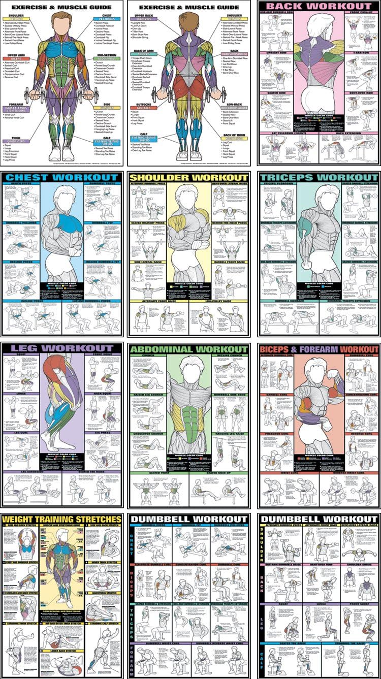 Fitnus Chart Flip Chart - 12-in-1 Fitness Guide – GearMustHave