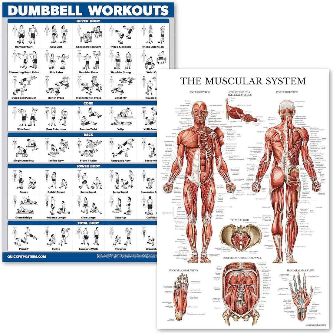 Dumbbell Workout & Muscle Anatomy Poster Set – GearMustHave