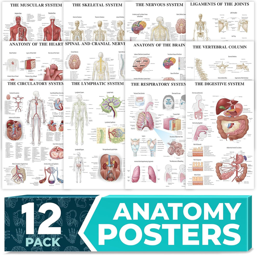 12-Pack Laminated Anatomy Posters for Educational Use – GearMustHave
